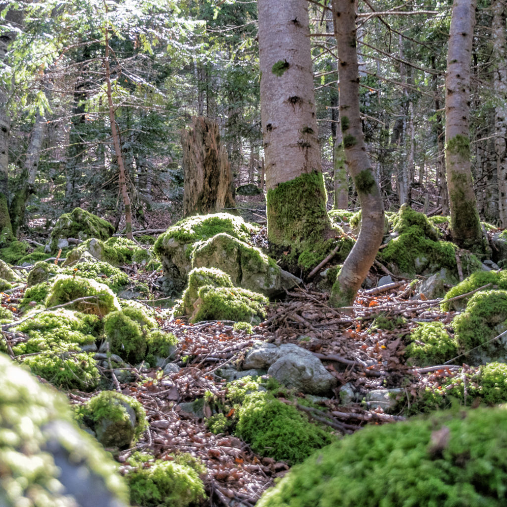 Organic Fruits – Cime'Tree